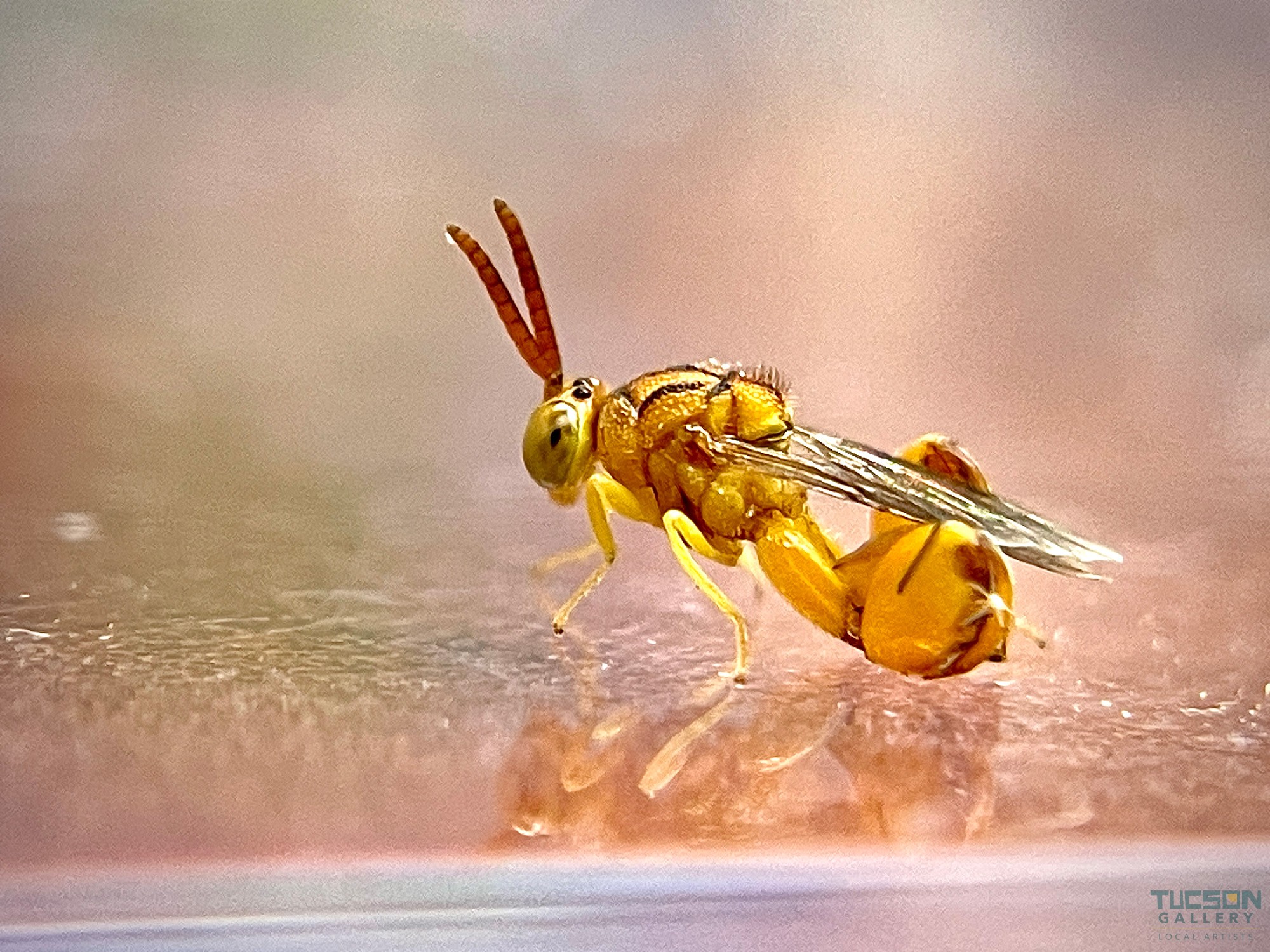 Courtney Christie - Meet The Artist - The Tucson Gallery